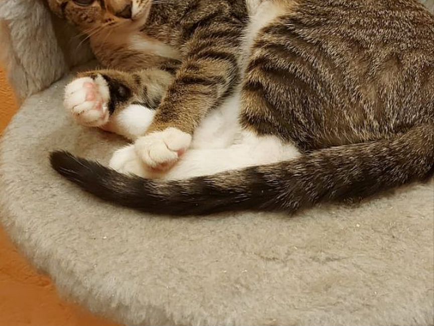 Котята в добрые руки бесплатно