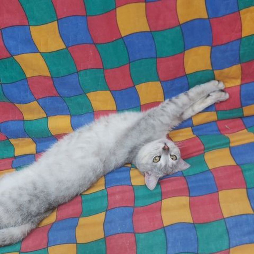 Кот