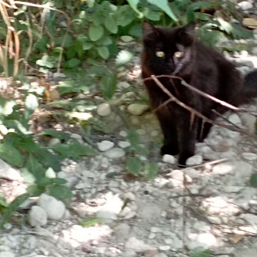 Отдам котенка в добрые руки