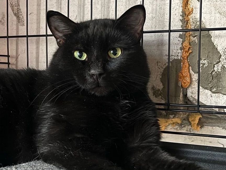 Котенок в добрые руки
