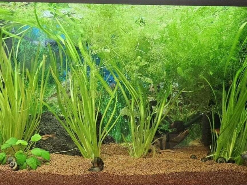 Роголистник и улитки в аквариум
