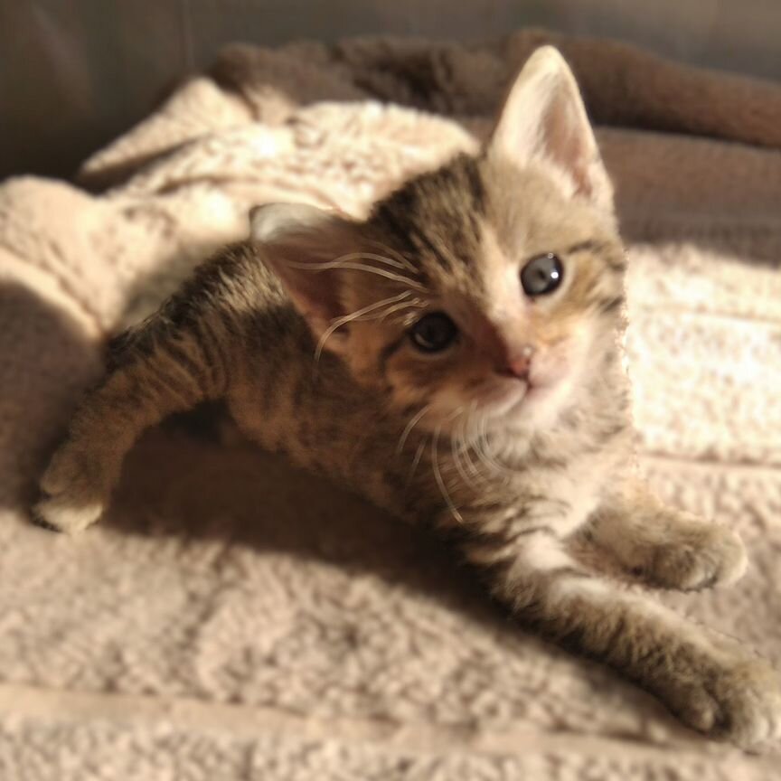 Котёнок в добрые руки