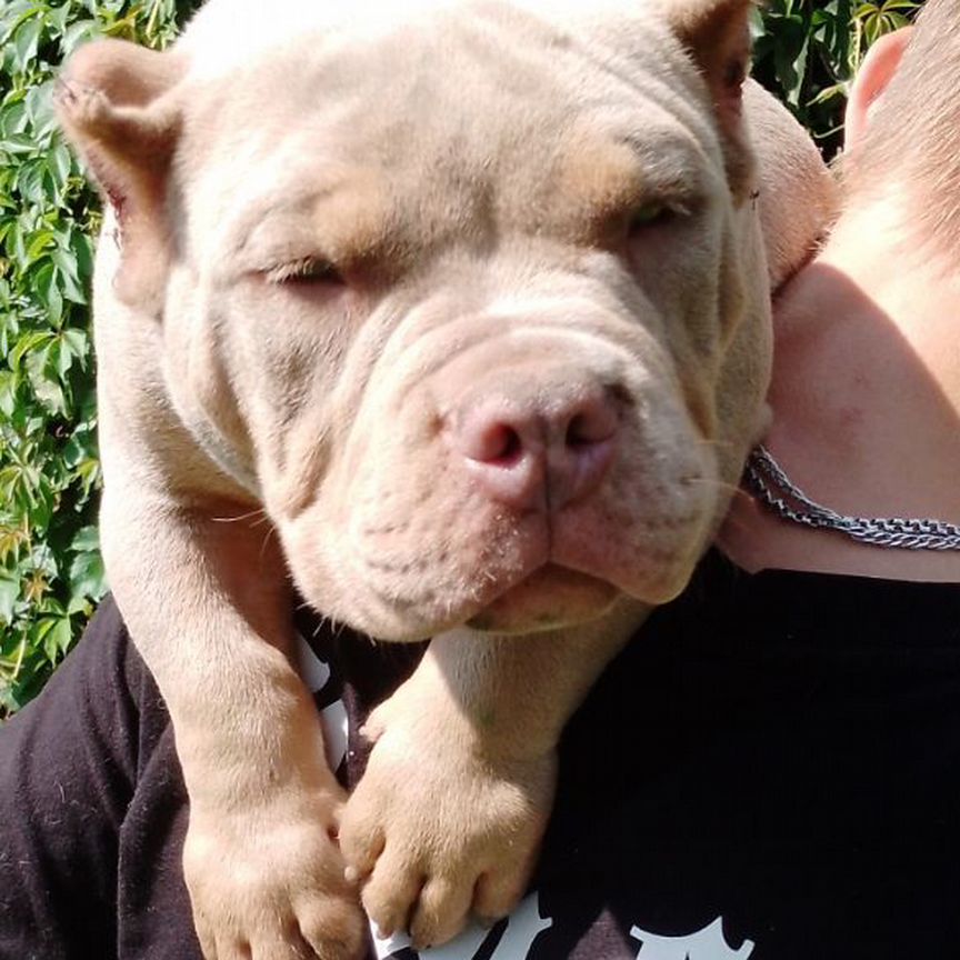 Лиловый парень