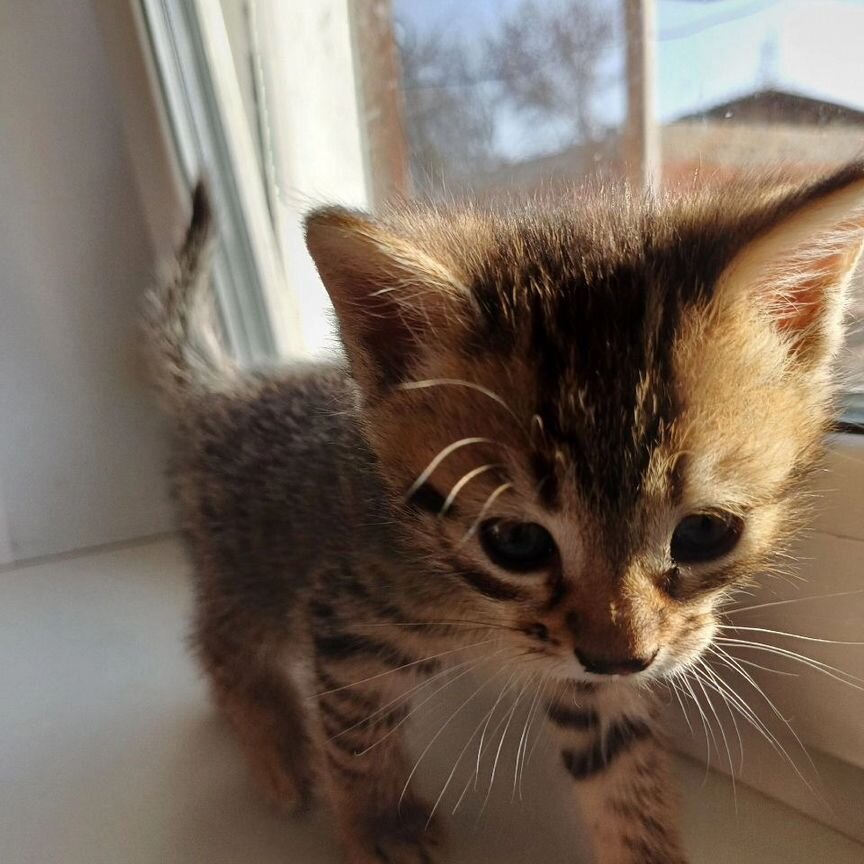 Котята в добрые руки бесплатно