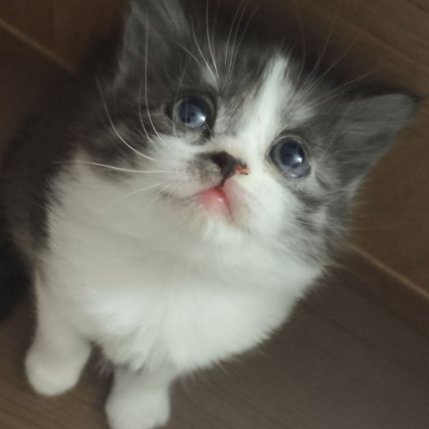 Британский длинношёрстный котёнок