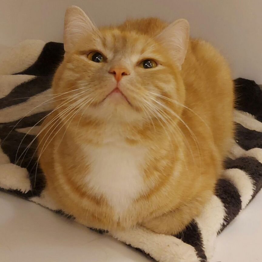 Взрослый кот в добрые руки