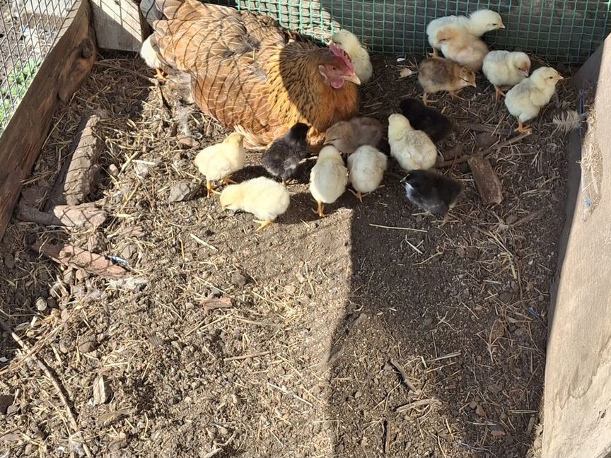 Клушка с цыплятами