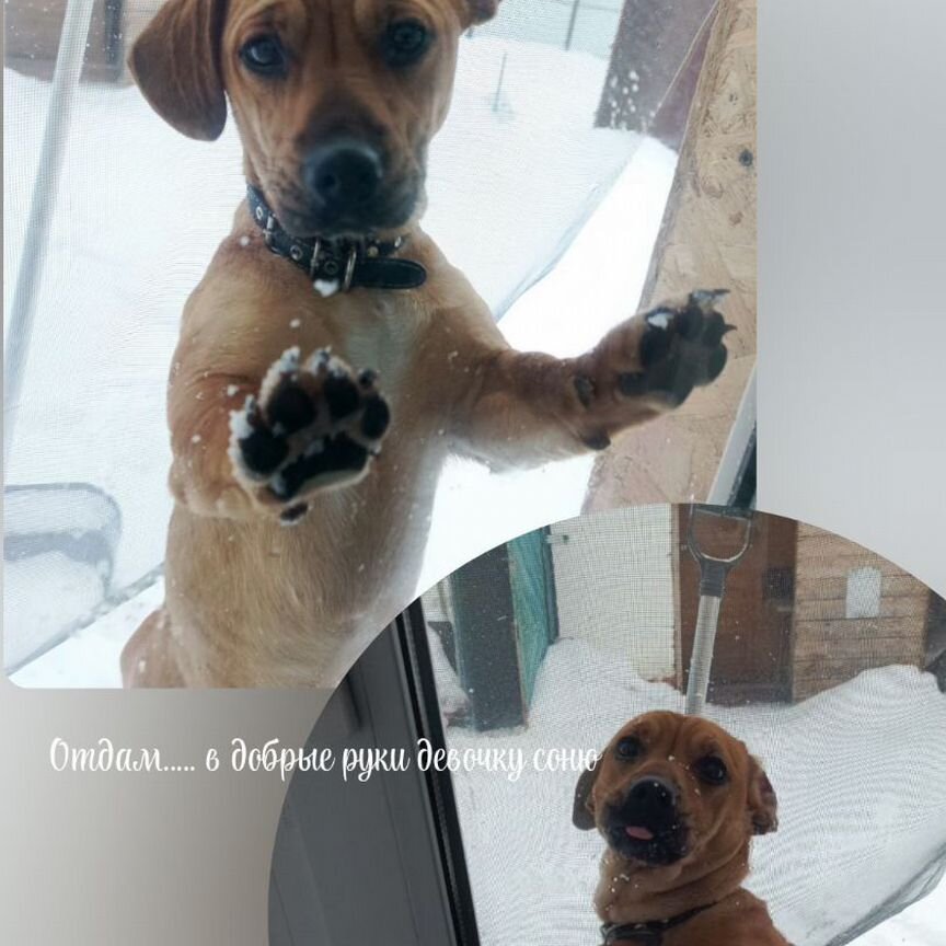 Соня собачка