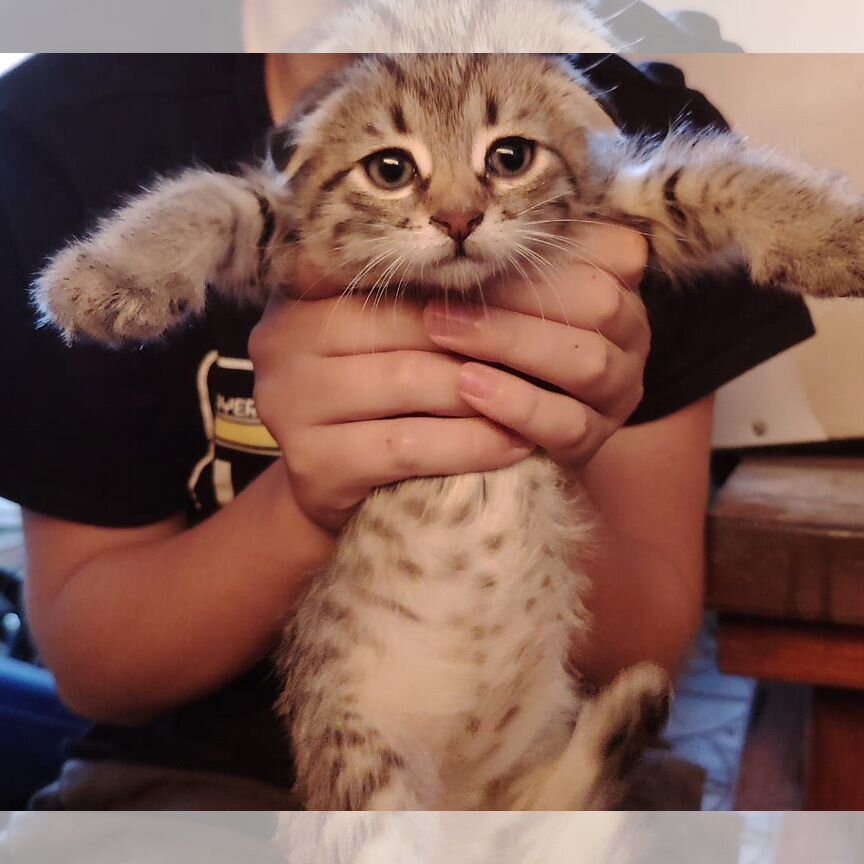 Шотландские котята