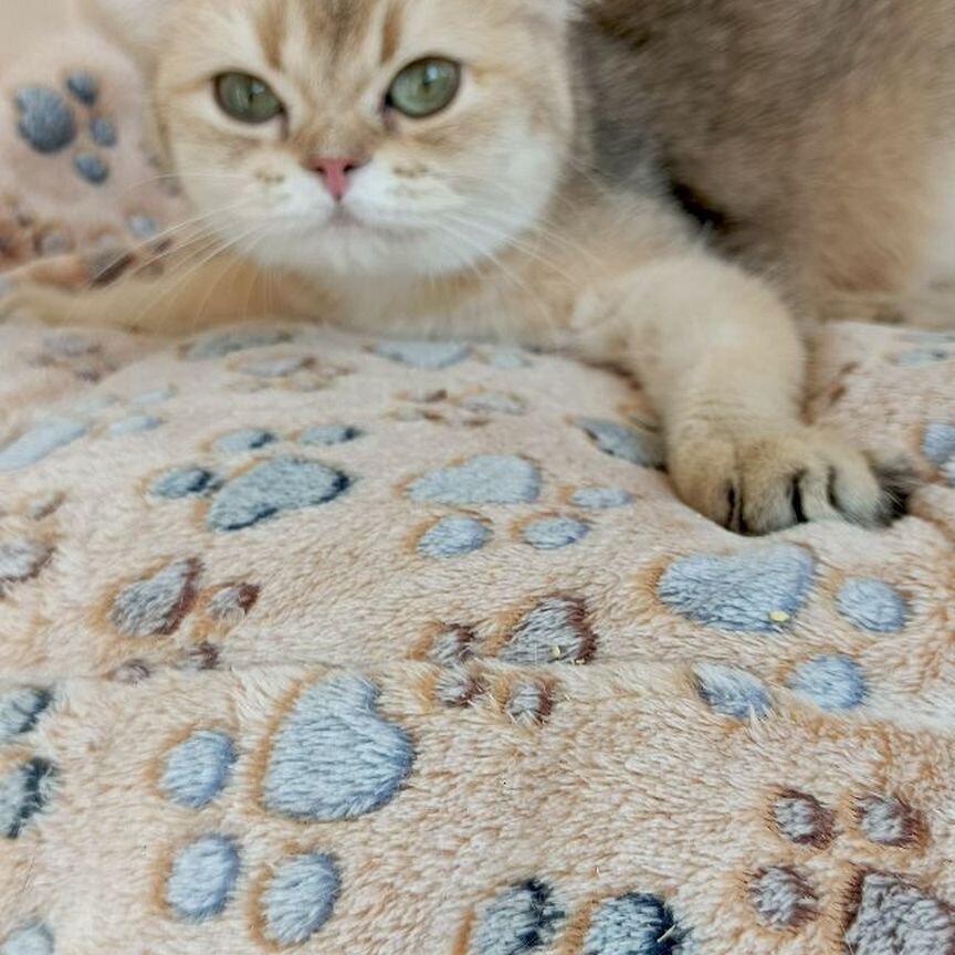 Шотландская