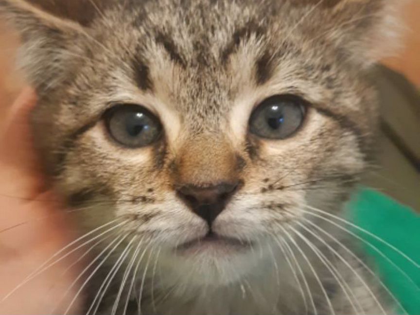 Отдам котенка в добрые руки