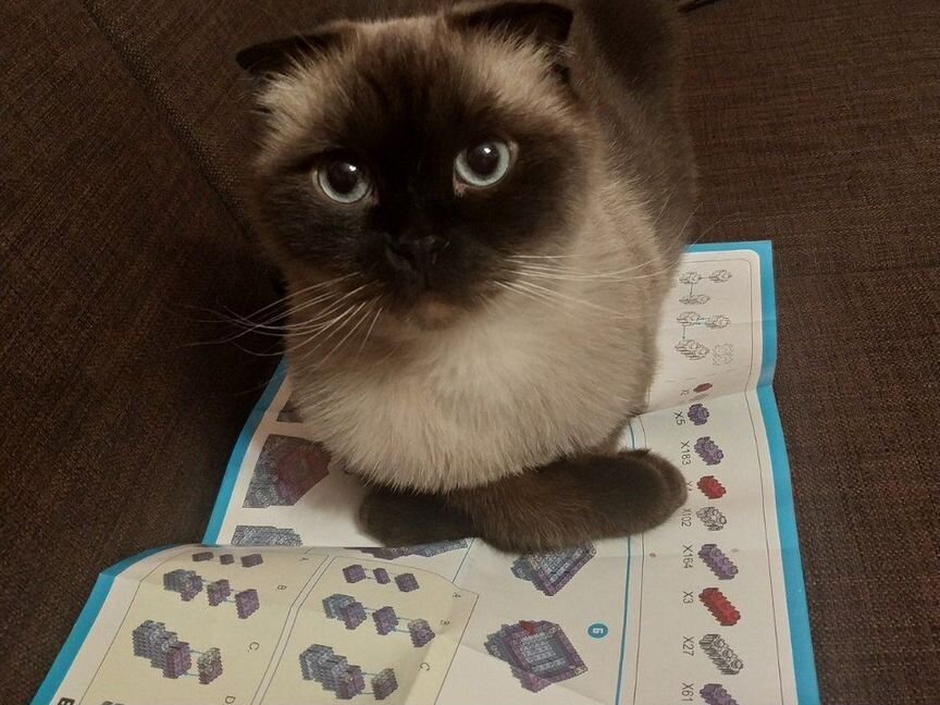 Кот Боня в добрые руки 3,5 года