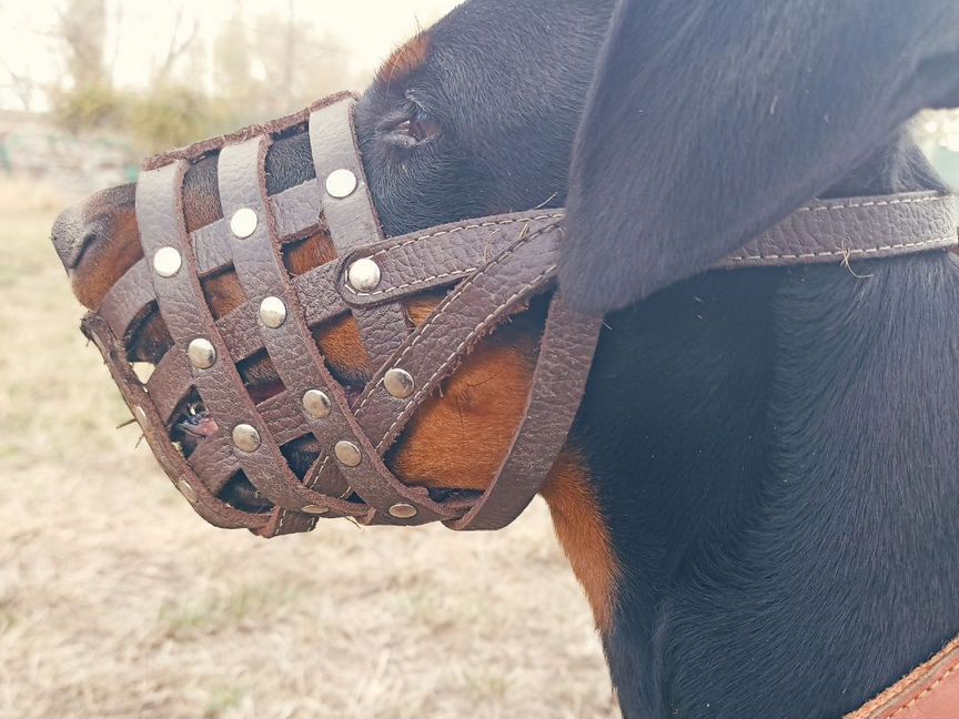 Щенки добермана