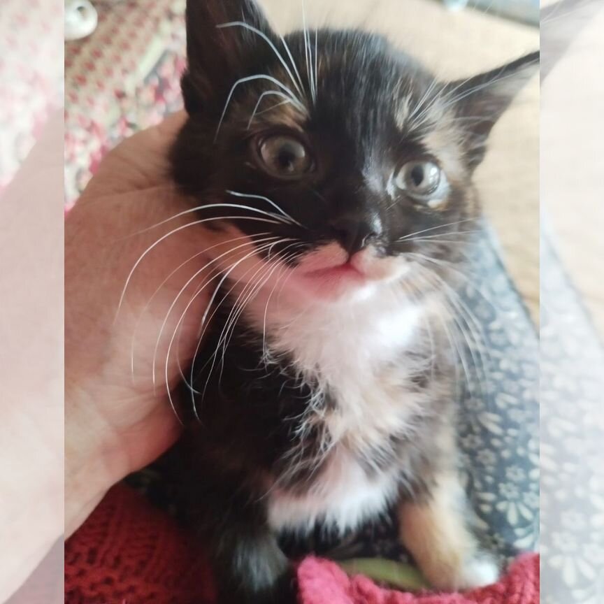 Кошечка