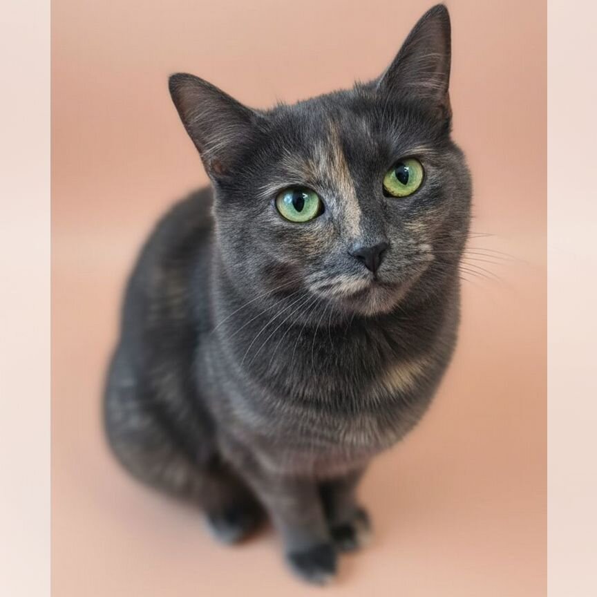 Взрослая кошка в добрые руки