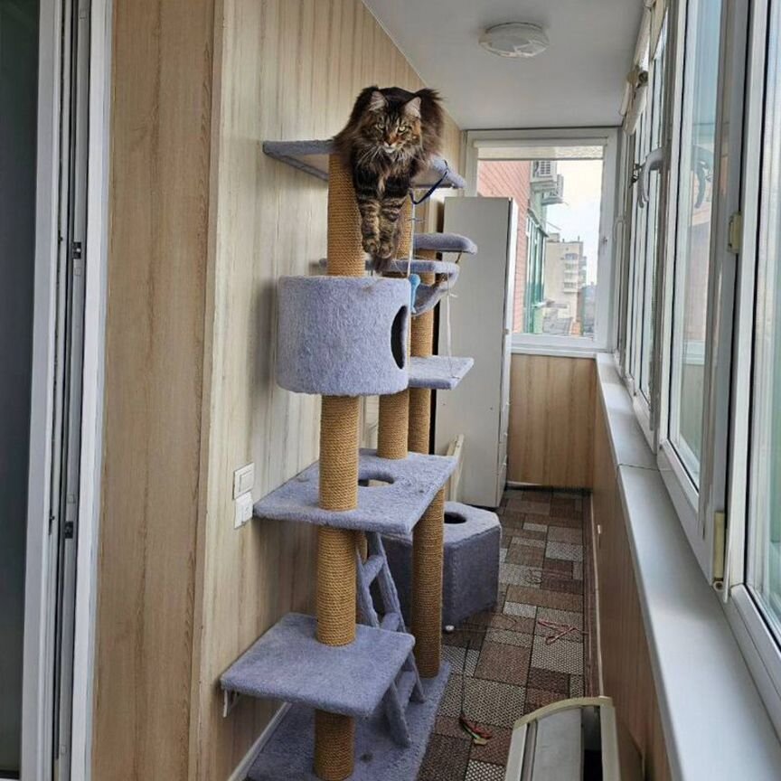 Когтеточка, домик, игровой комплекс для кошек