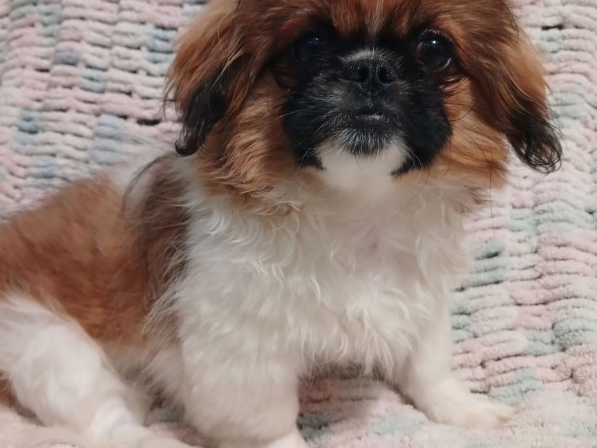 Щенки пекинеса