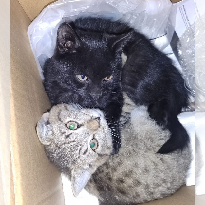 Котёнок в добрые руки