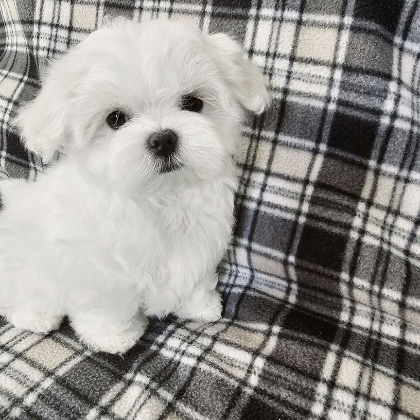 Прекрасный малыш Бонни