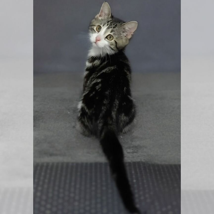 Котёнок в добрые руки