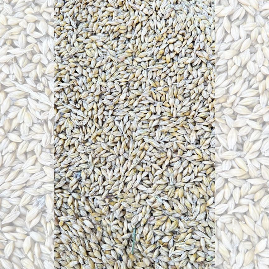 Зерно пшеница ячмень