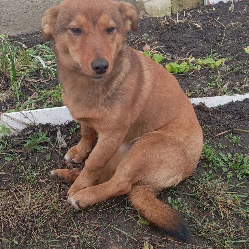 Щенок в добрые руки