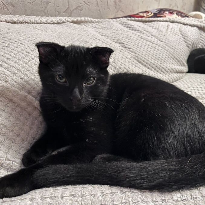 Котенок Шлепа