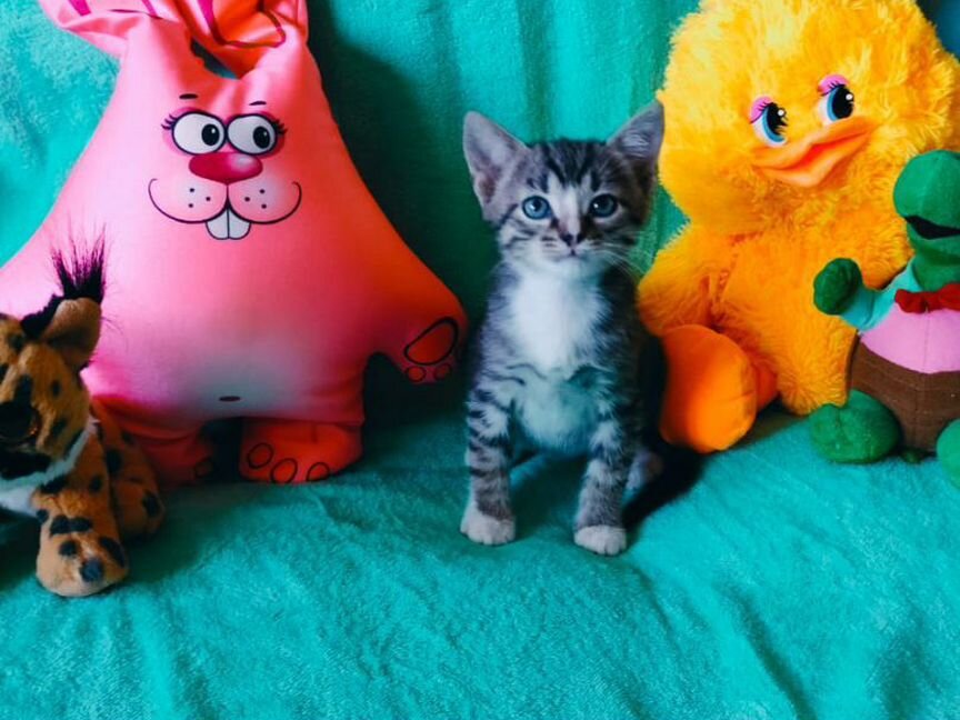 Котята в добрые руки