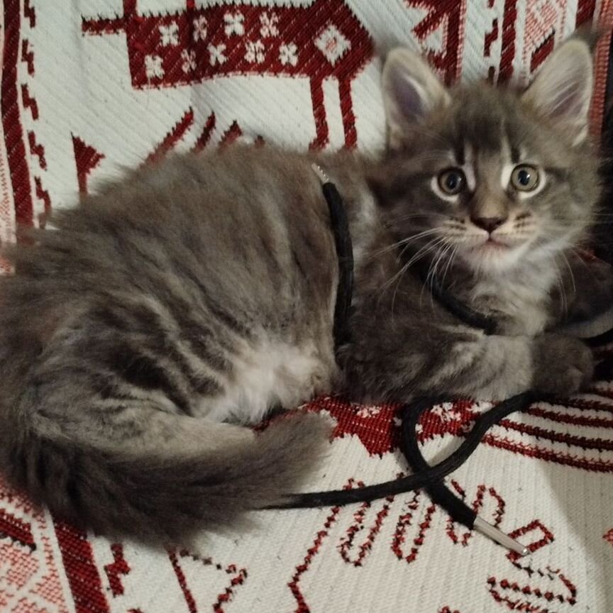 Мейн-кун котёнок