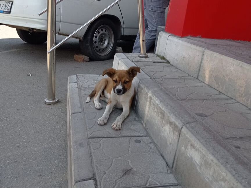 Маленький щенок подкинут к магазину