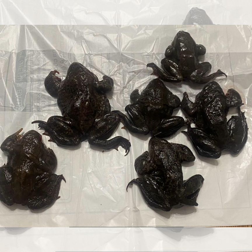 Лягушки кормовые