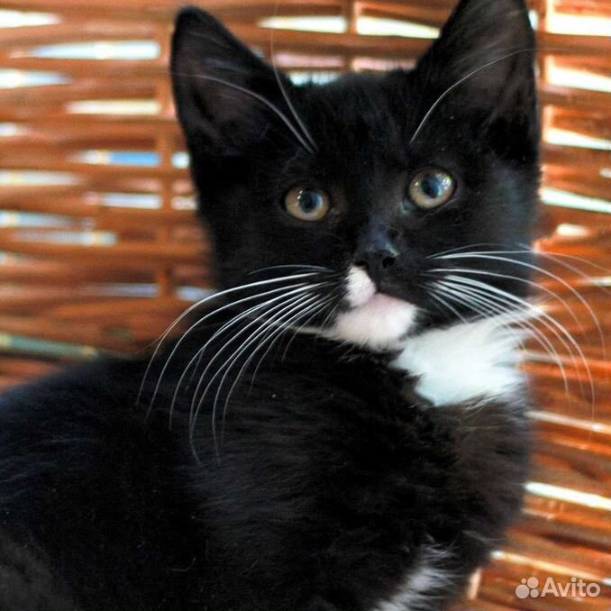 Котенок Стеша ищет дом