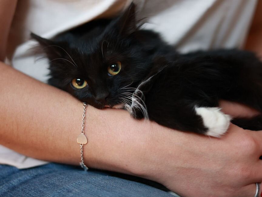 Котёнок Чуча