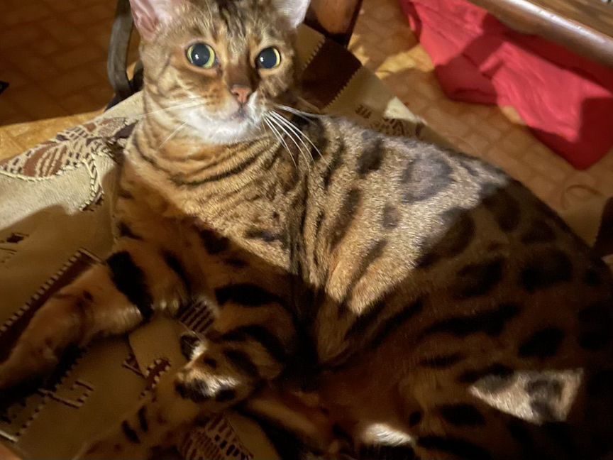 Бенгальская кошка