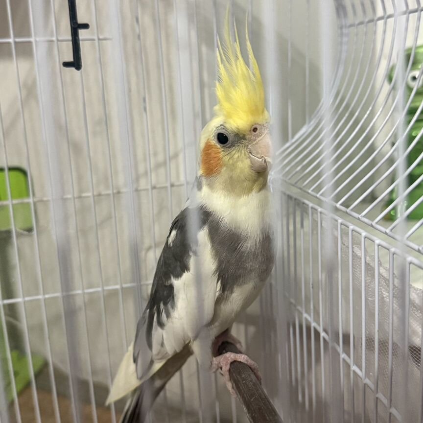 Попугай корелла