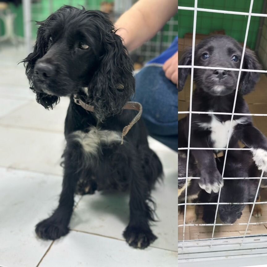 Спаниель бесплатно в добрые руки