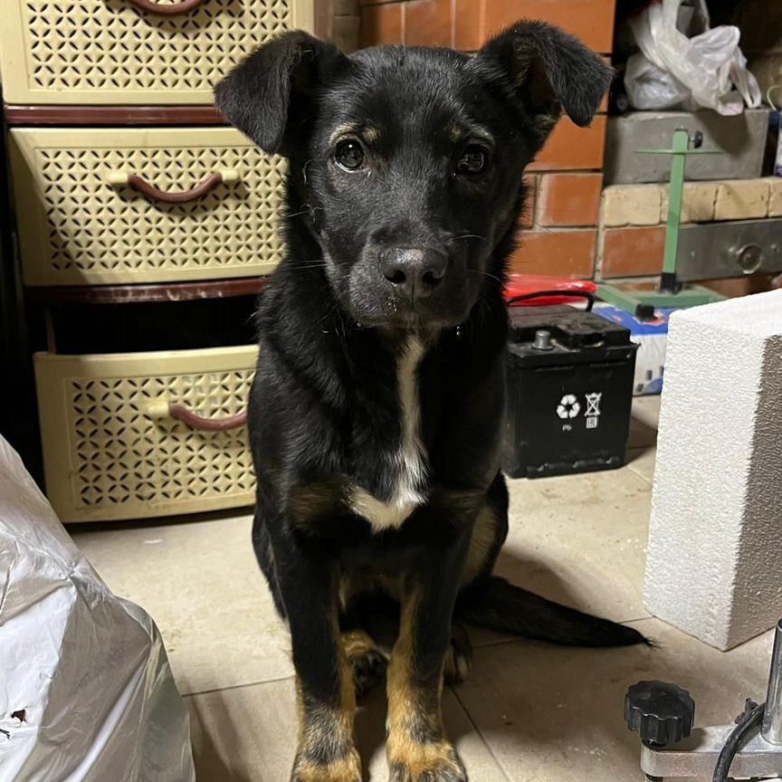 Ищет хозяина, девочка