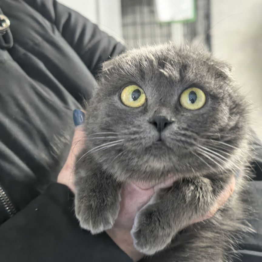 Серая вислоухая кошка в добрые руки