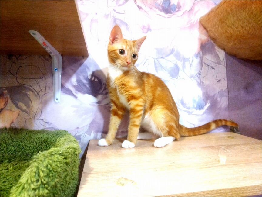 Котёнок
