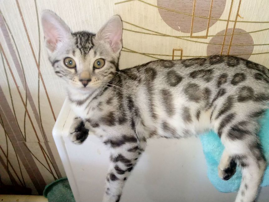 Бенгальская кошка