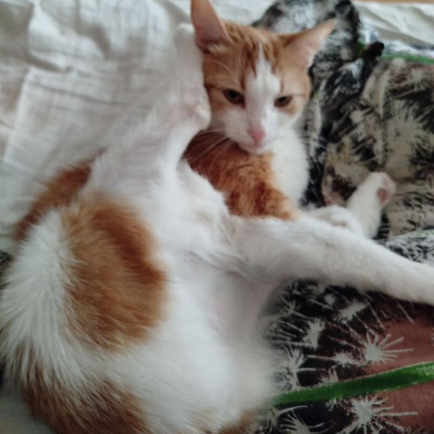 Взрослая кошка в добрые руки