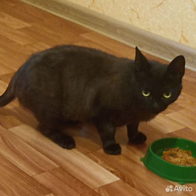 Я черная кошка твоих не приснившихся снов