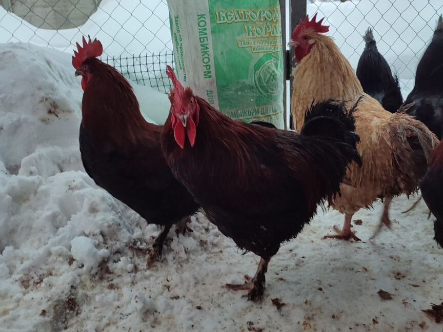 Племенные петухи Маран, Нидерхайнер, Ухейулюй