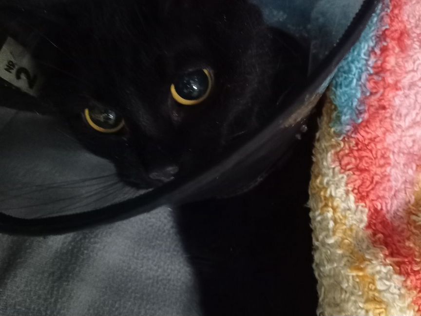 Раненую кошку некуда забирать из клиники