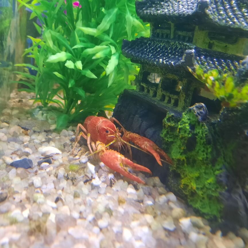 Аквариумные раки