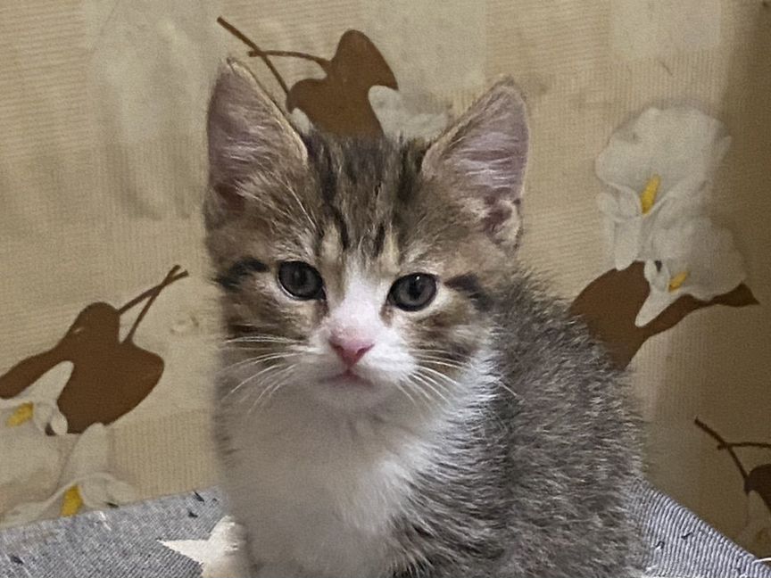Кошка