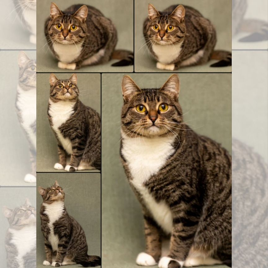 Взрослая кошка в добрые руки