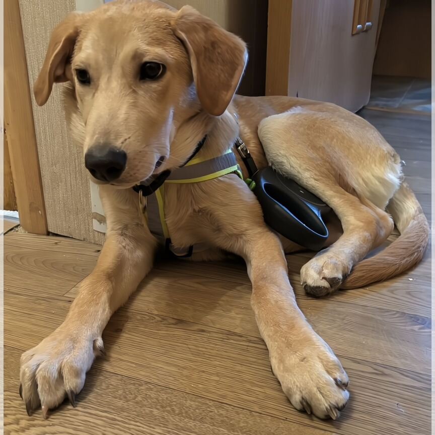 Щенок в добрые руки