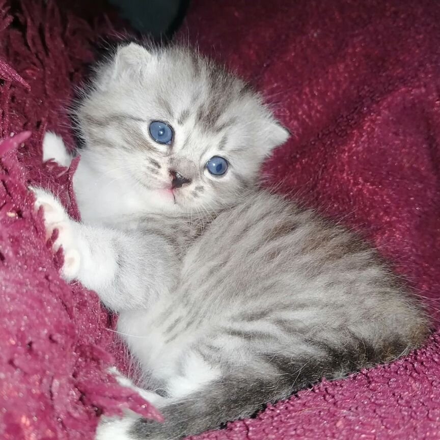 Британский котёнок