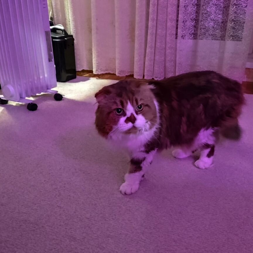 Взрослый кот в добрые руки